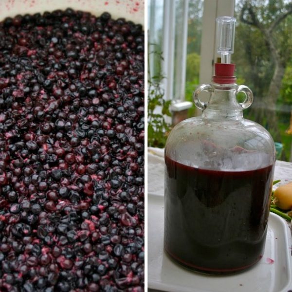 10 Delicious Gut Healing Probiotic Drinks You Can Make at Home • Sarah ...